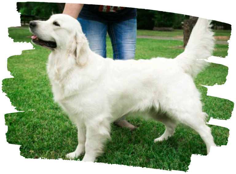 Texas English Golden Retrievers – Golden Retriever puppies